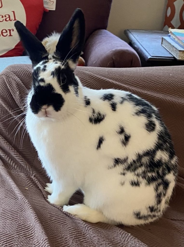 What Parents Need to Know Before Bringing Home a New Pet | SI Parent