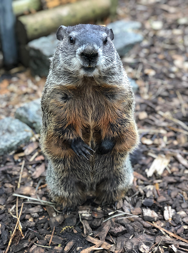 Groundhog Day in NYC | SI Parent