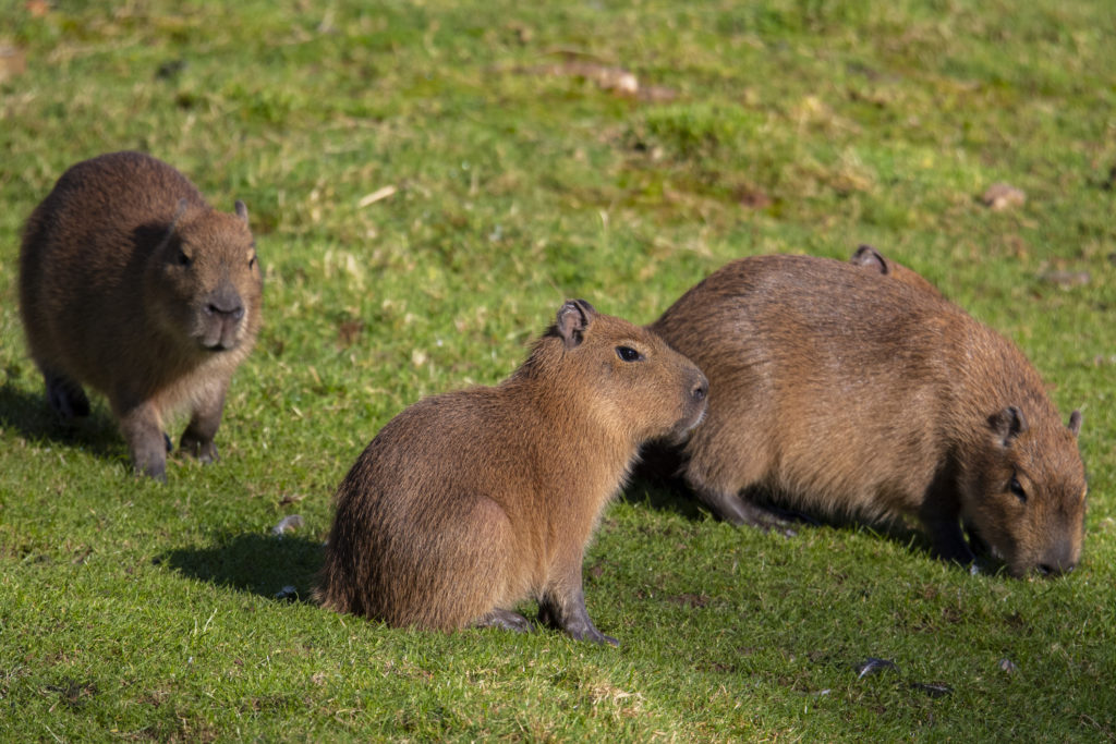 See a Capybara in NYC and Nearby | SI Parent