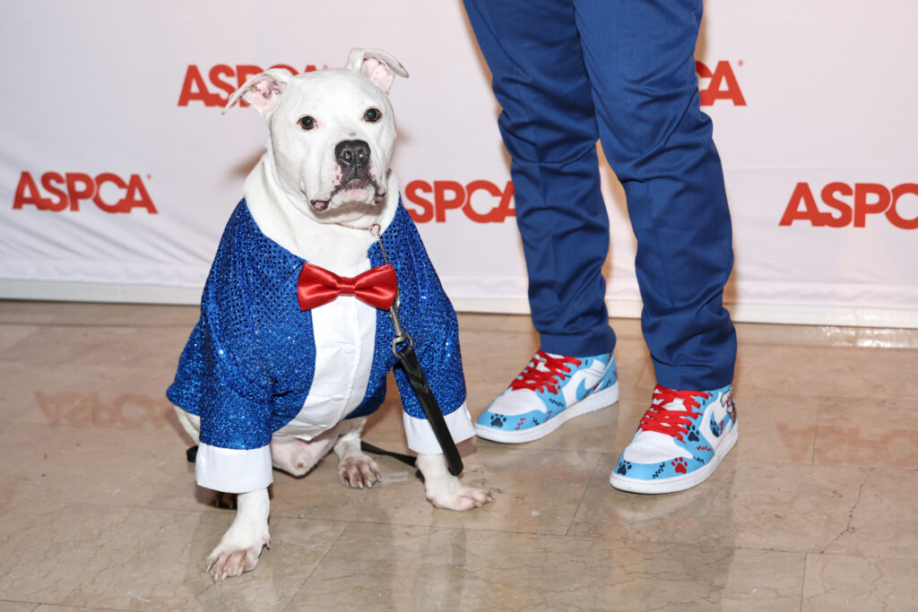 Meet the Amazing Cole: ASPCA’s Dog of the Year | SI Parent